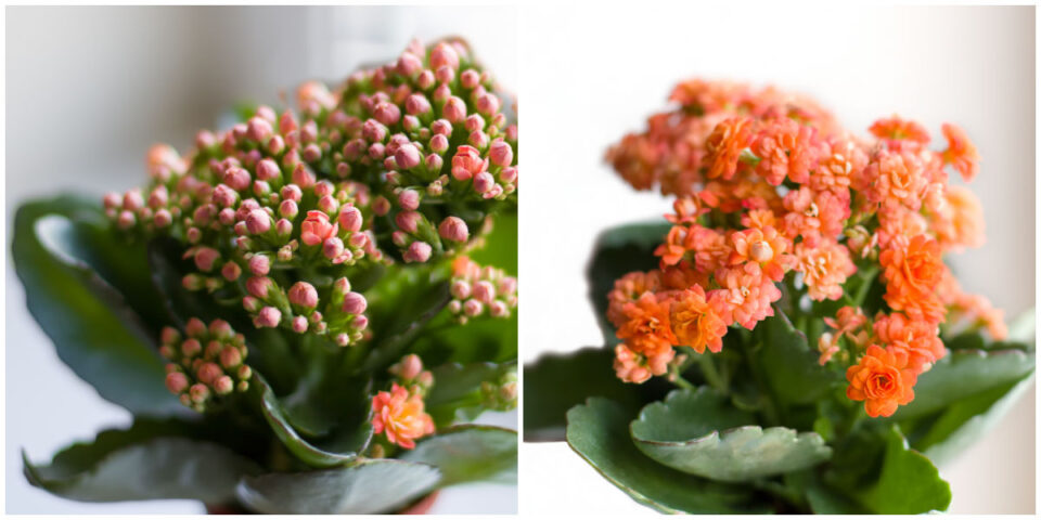 Kalanchoe Blossfeldiana Care – Flaming Katy Plant Guide