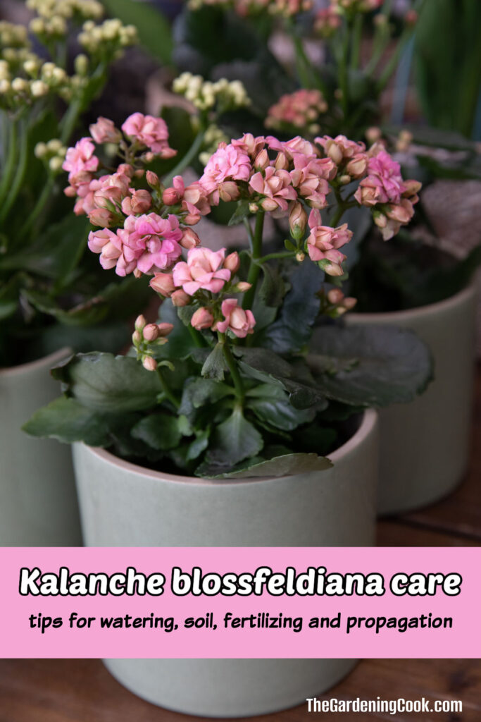Kalanchoe Blossfeldiana Care – Flaming Katy Plant Guide