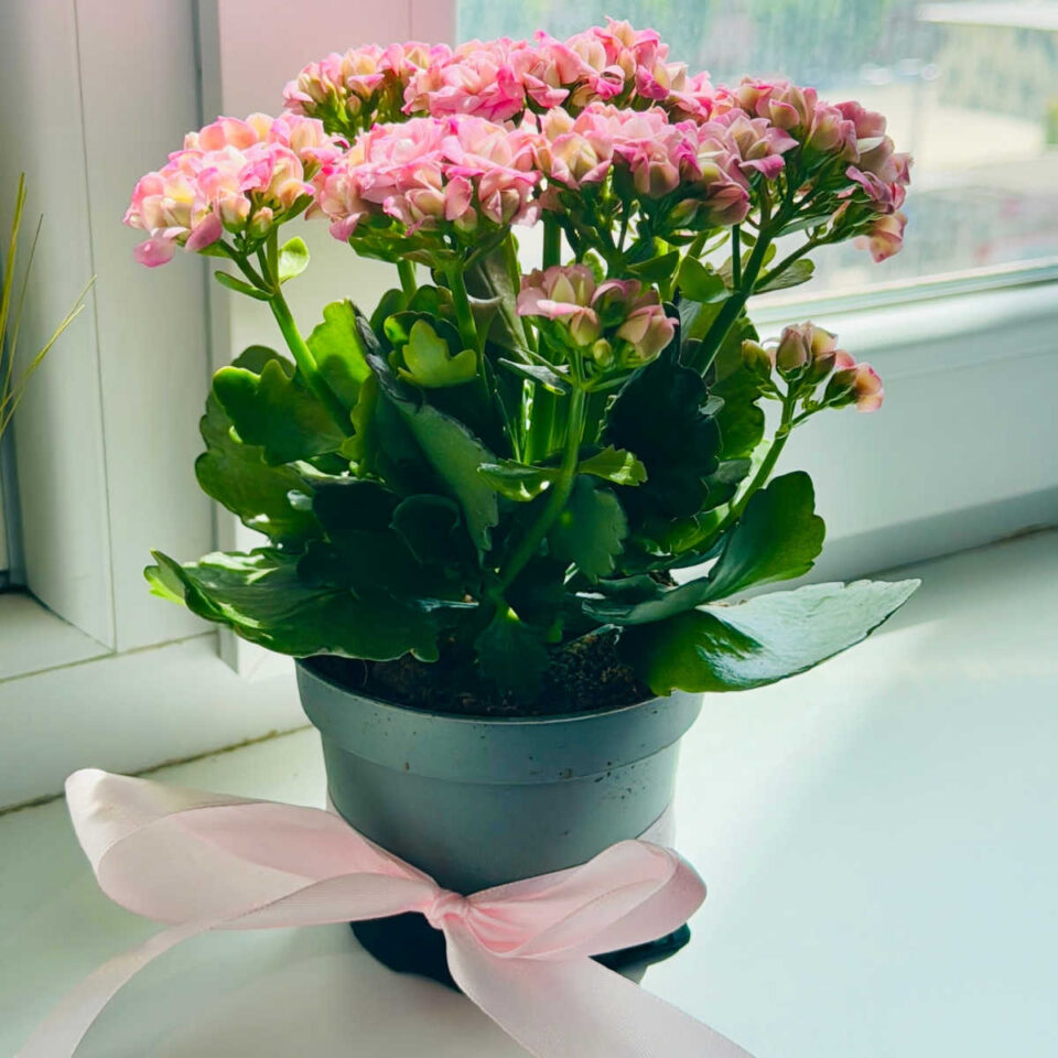 Kalanchoe Blossfeldiana Care – Flaming Katy Plant Guide