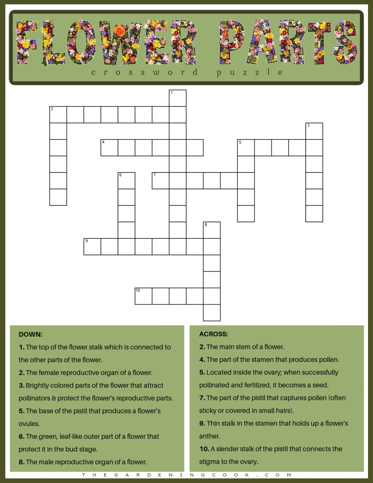 Free Printable Flower Parts Crossword Puzzle (PDF & JPG)