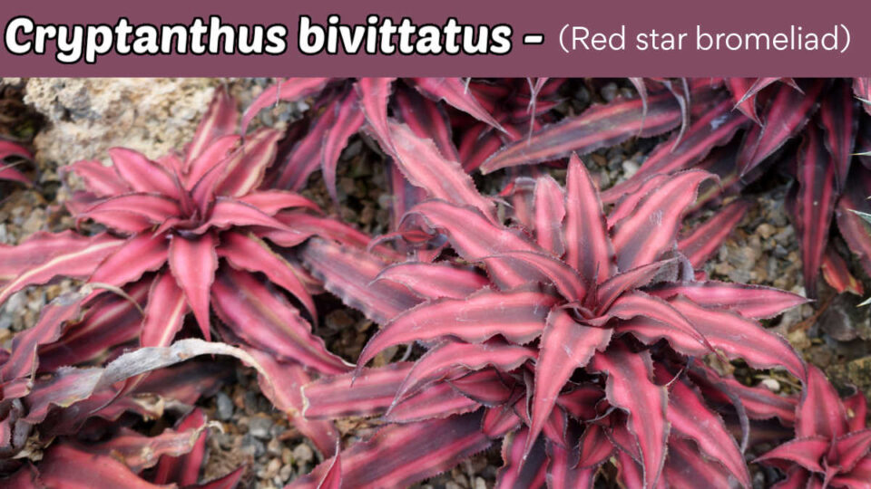 Cryptanthus Bivittatus Care | Red Star Bromeliad Growing Guide