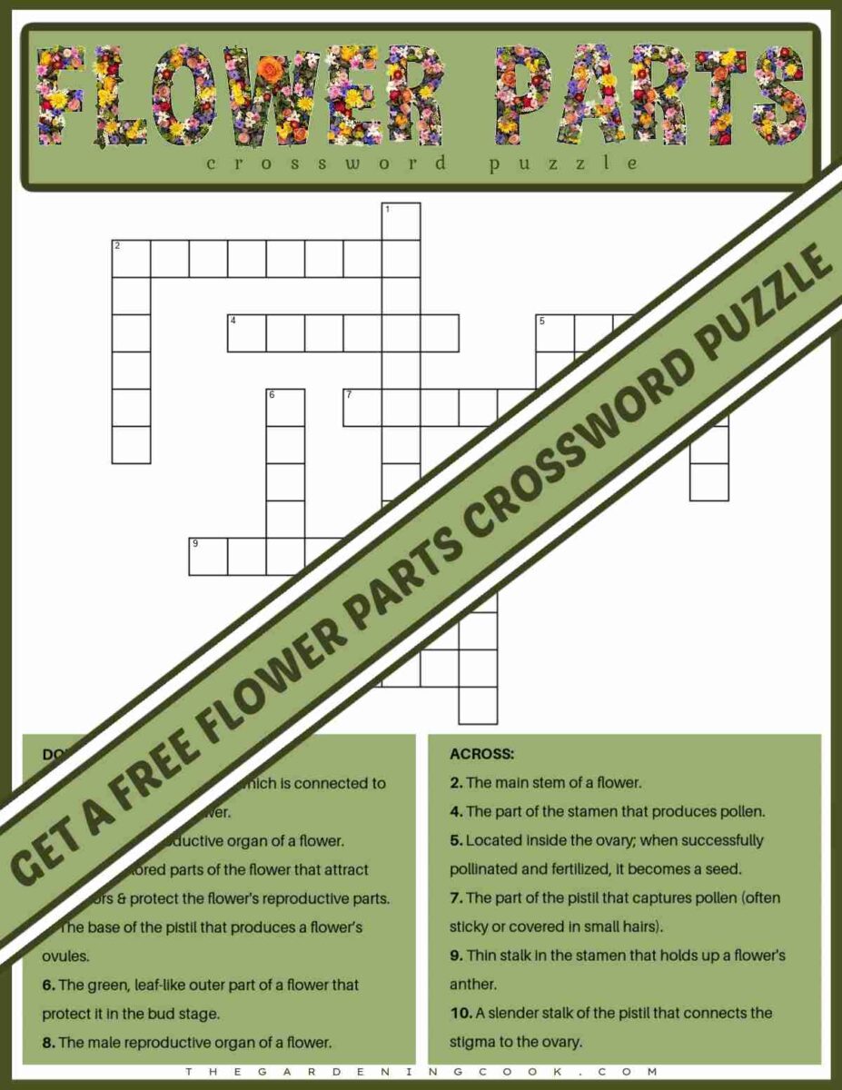Free Printable Flower Parts Crossword Puzzle (PDF & JPG)