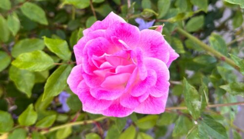 70+ Pink Flower Names and Pictures - List of Pink Flower Types