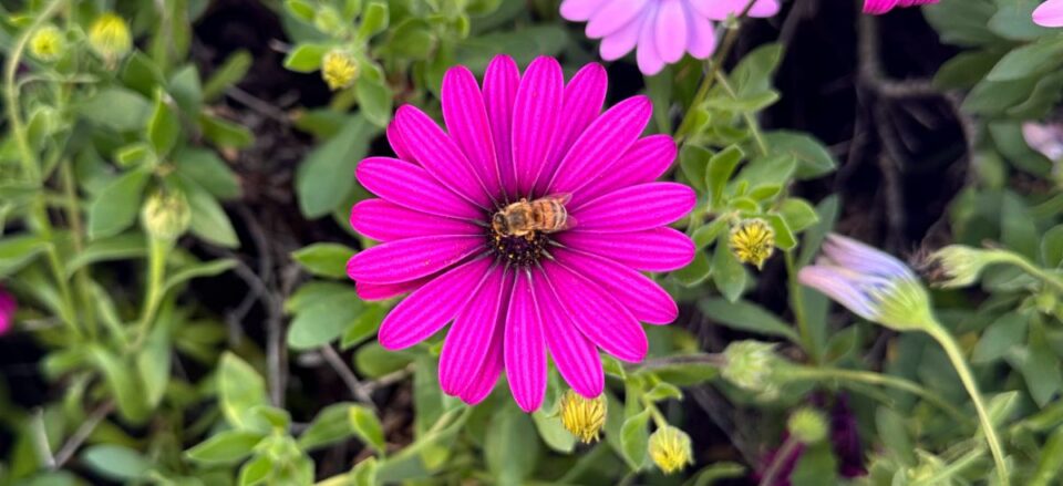70+ Pink Flower Names and Pictures - List of Pink Flower Types