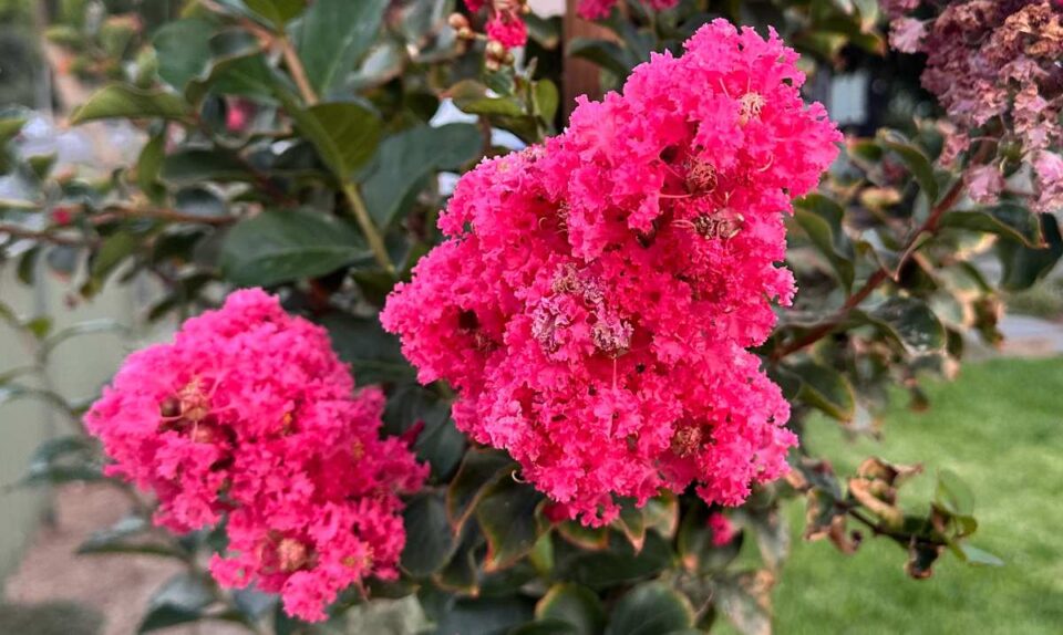 70+ Pink Flower Names and Pictures - List of Pink Flower Types