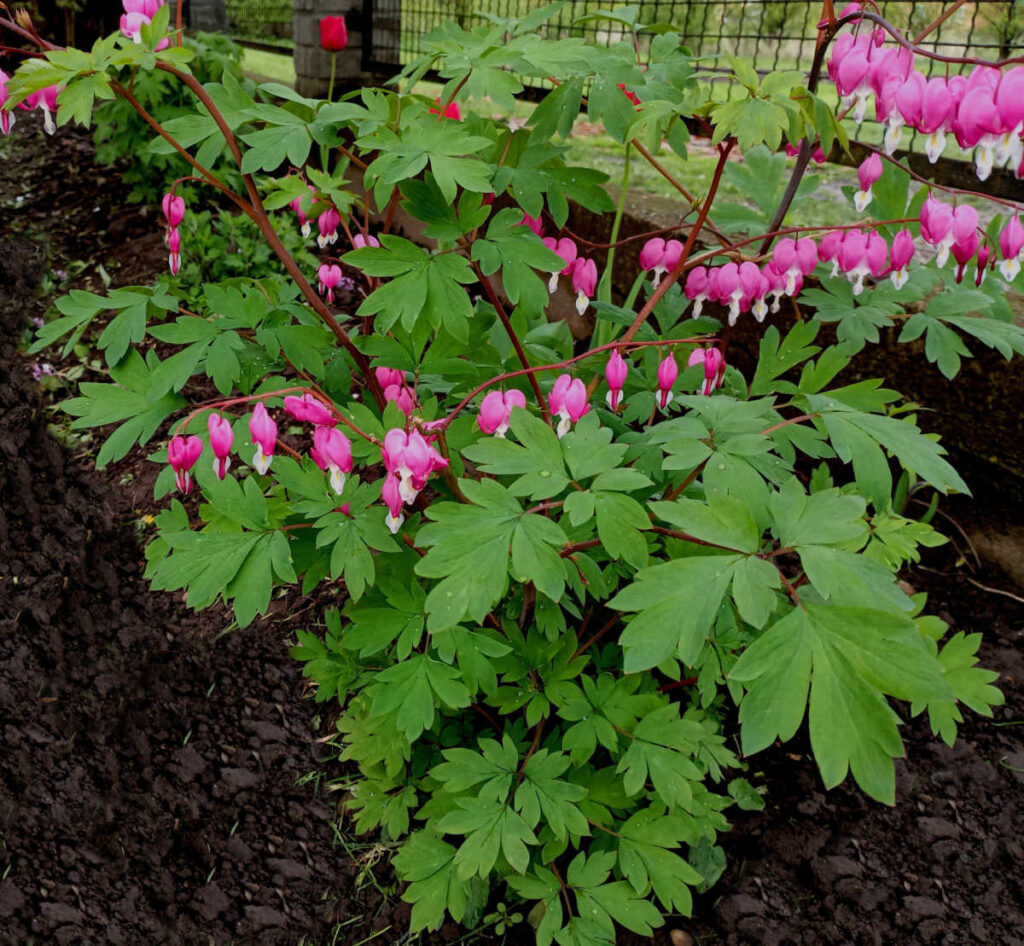 Bleeding Heart Plant Care: Varieties, Flowers, Leaves and More