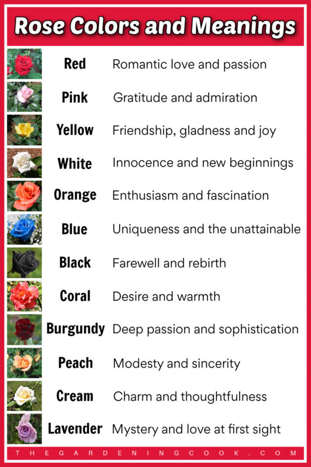 Rose Colors and Meanings – Red, Pink, White, Yellow, and More