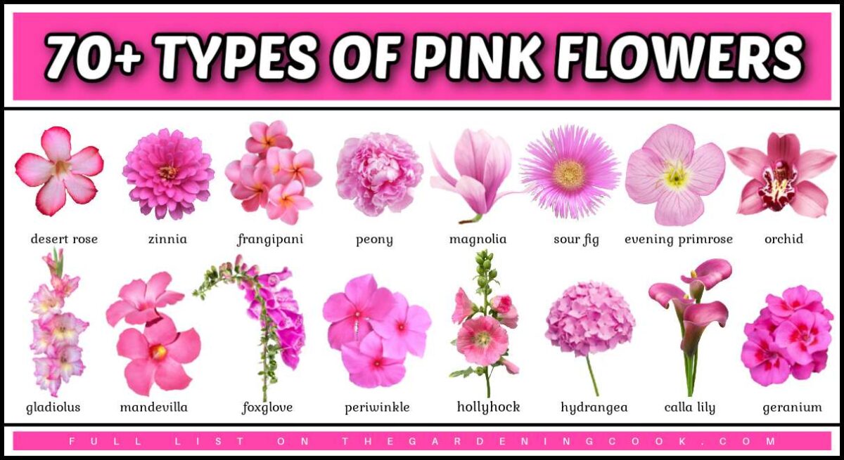 70+ Pink Flower Names and Pictures - List of Pink Flower Types