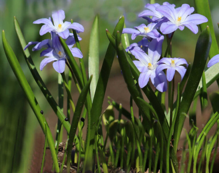 Early Spring Flowers – 55+ Spring Flower Names and Pictures