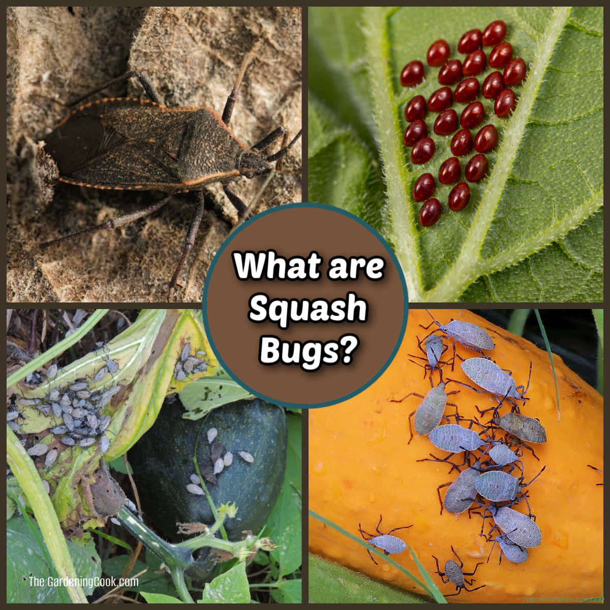 What are Squash Bugs? Identification, Eggs, Damage & Life Cycle