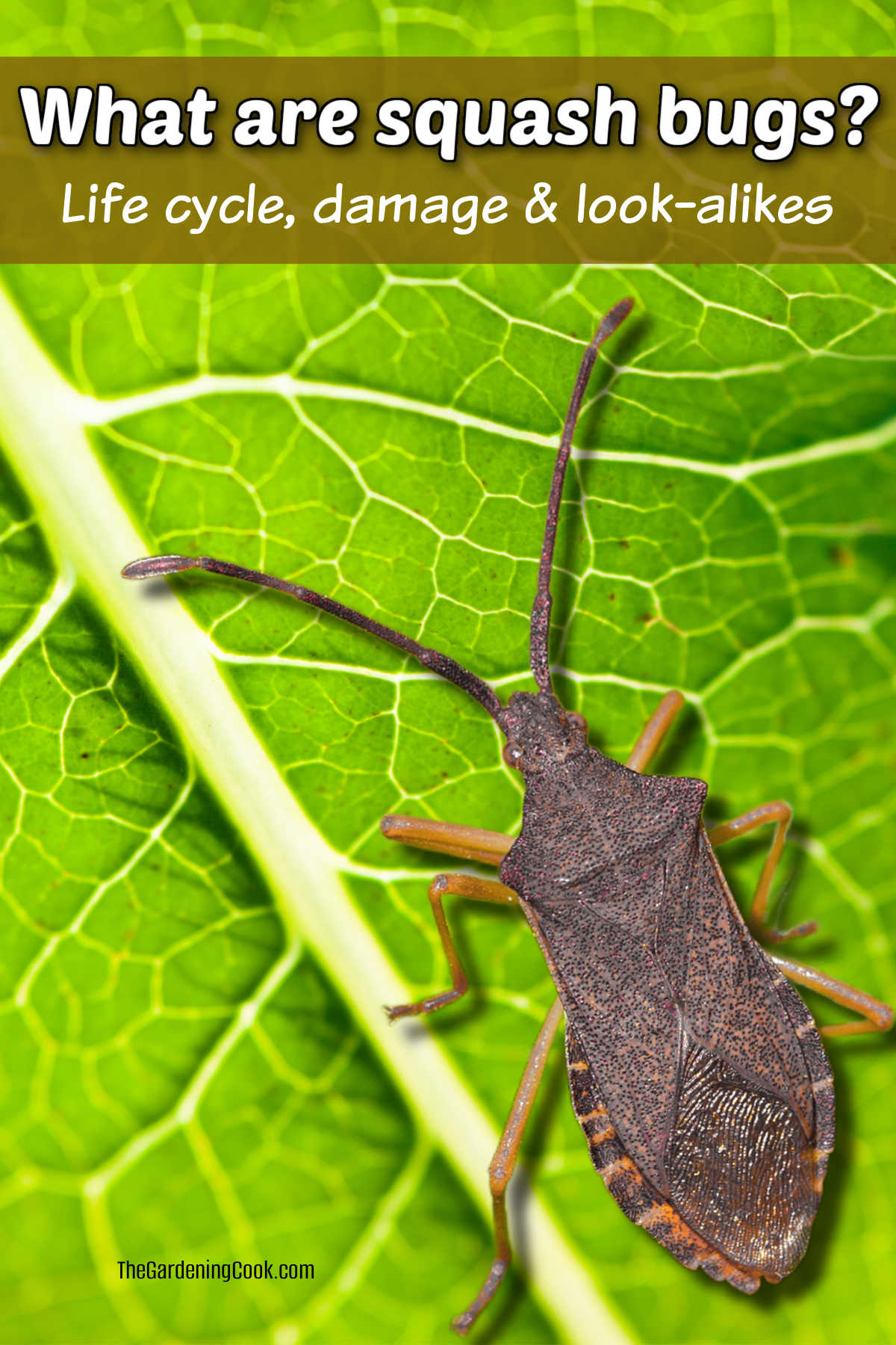 What are Squash Bugs? Identification, Eggs, Damage & Life Cycle